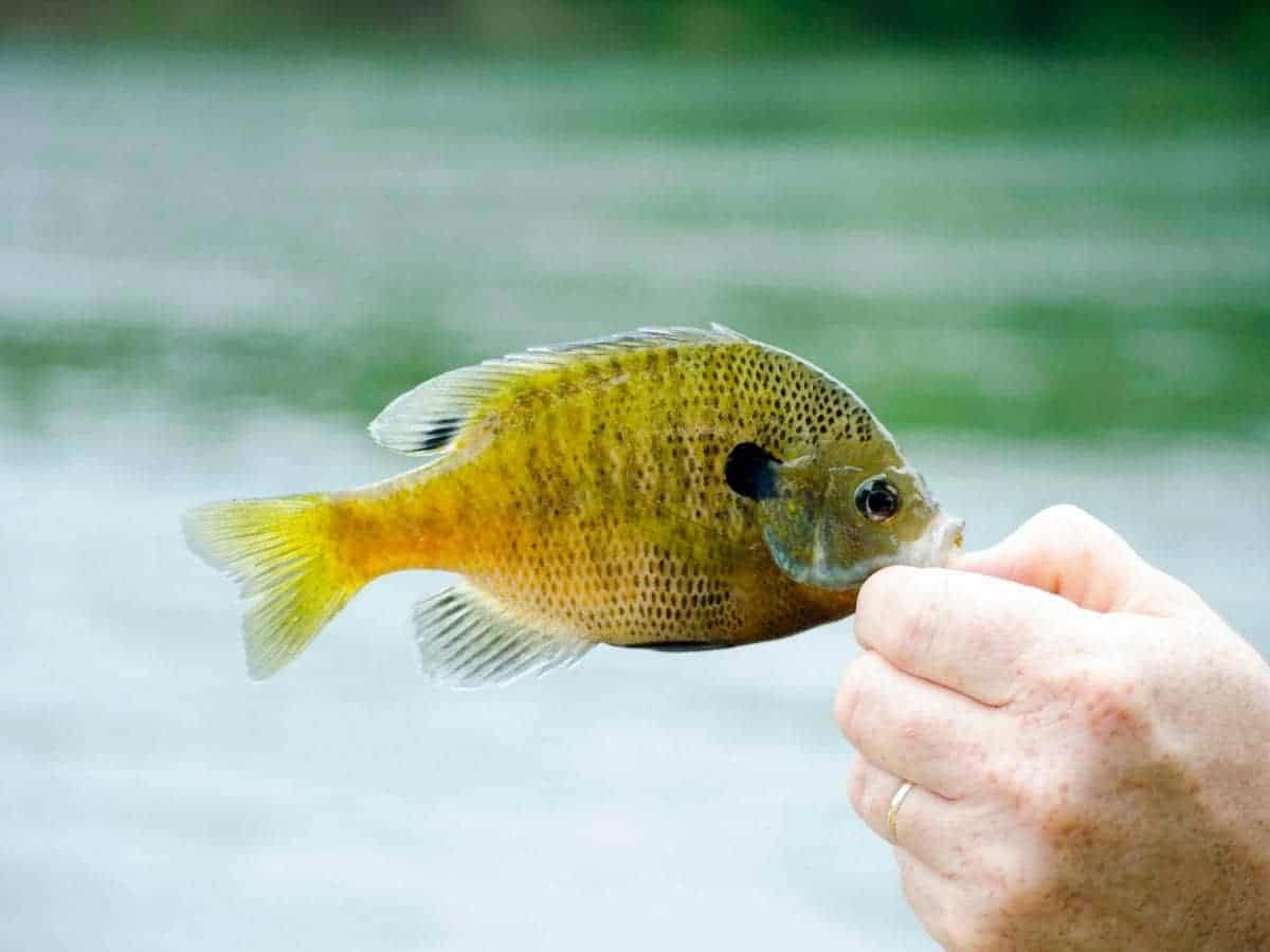 How Fast Does Bluegill Grow? (All You Need to Know)