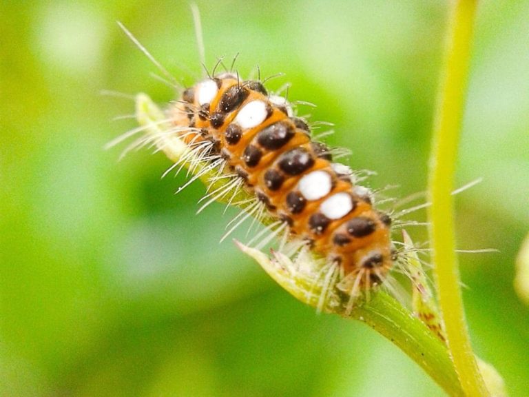 Small White Worms in House: What Are They? (With Solution!)