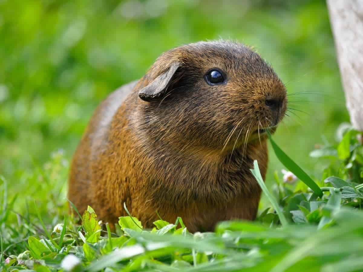 Can Guinea Pigs Eat Spring Mix? (Quick Answers)