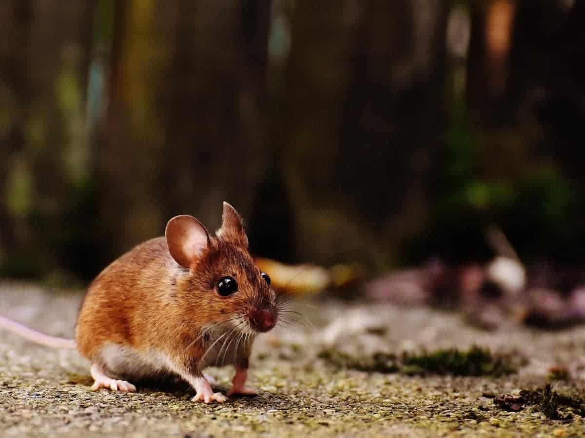Do Mice Eat Crickets? (Read This First!)