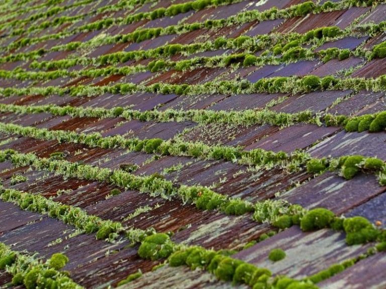Can You Use Baking Soda to Get Rid of Moss? (Explained) Can You Use Baking Soda to Get Rid of Moss? (Explained)